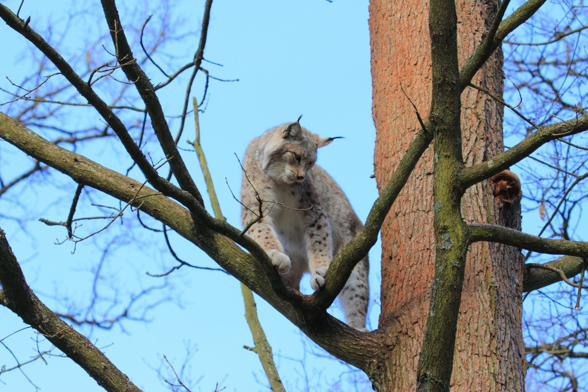 Altai-Luchs-Jungtier (Lynx lynx wardi = syn. isabellinus) im Tierpark ...