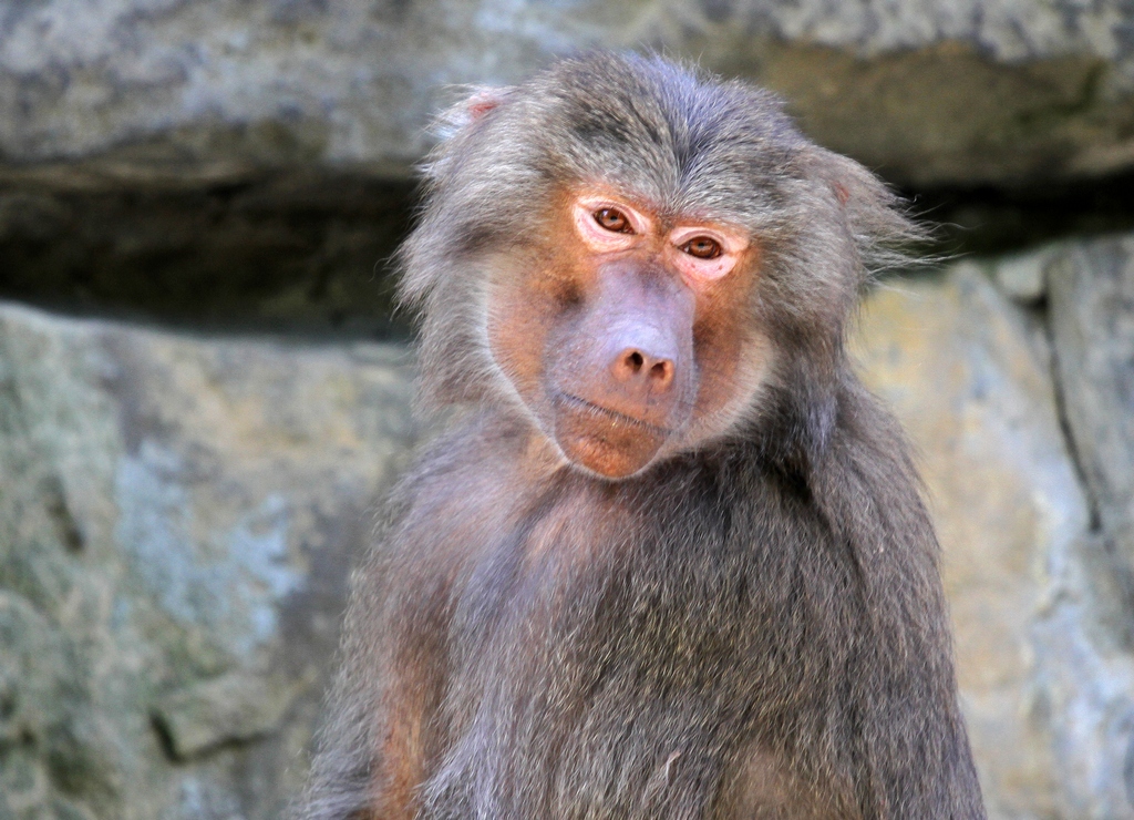 Grüner Pavian (Papio anubis) im Tiergarten Gotha - Tier-fotos.eu