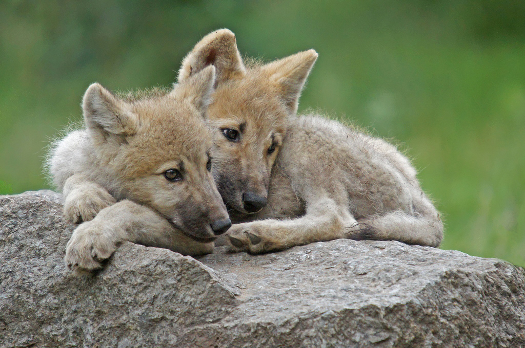 Polarwolf-Welpen - Tier-fotos.eu