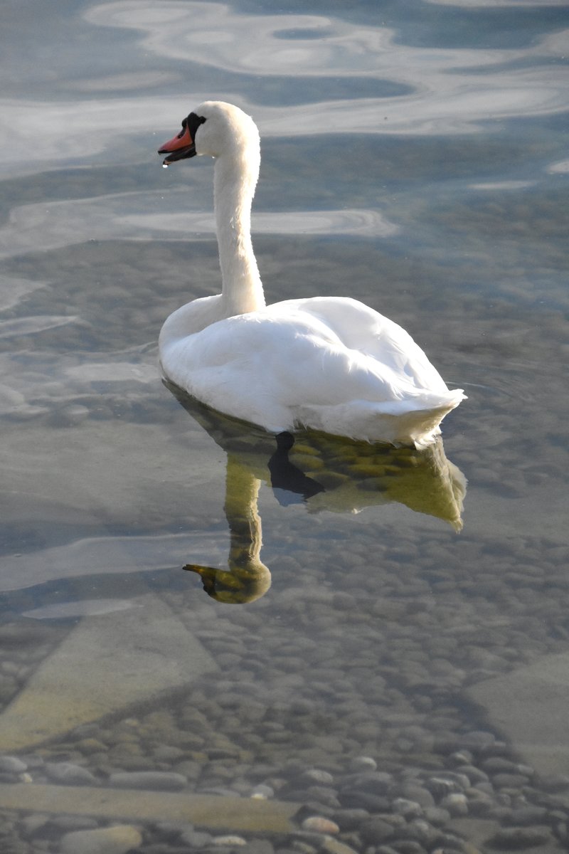 Ein noch junger Höckerschwan auf der Mosel in Wasserbillig - Tier-fotos.eu