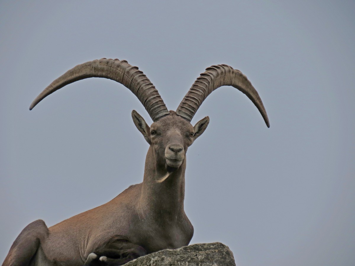 Steinbock - Tier-fotos.eu