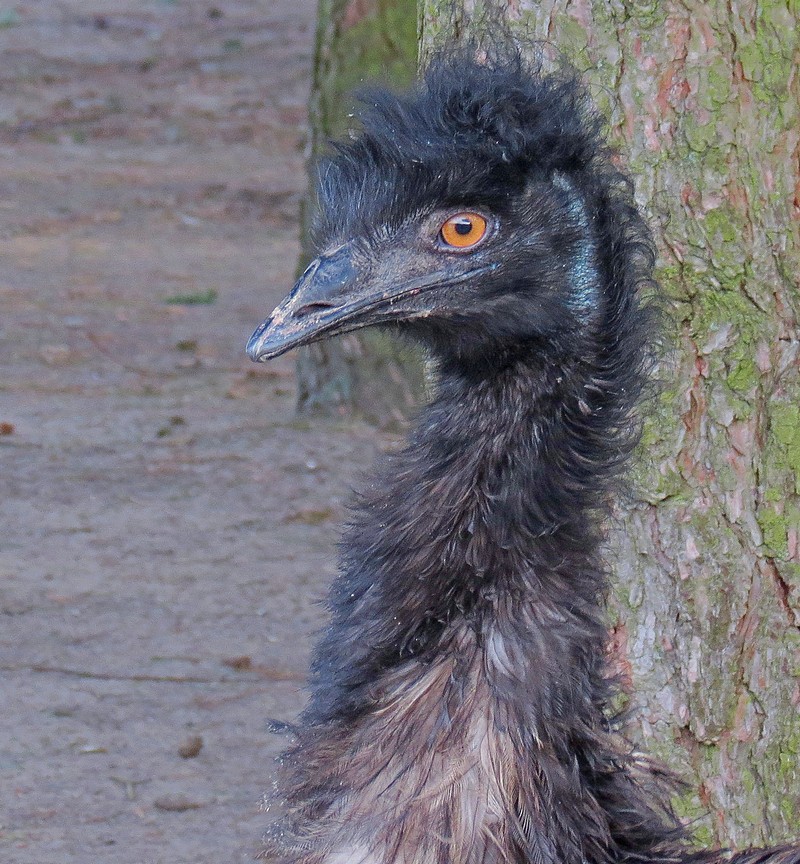 Südafrikanischer Strauß (Struthio camelus australis) - Tier-fotos.eu