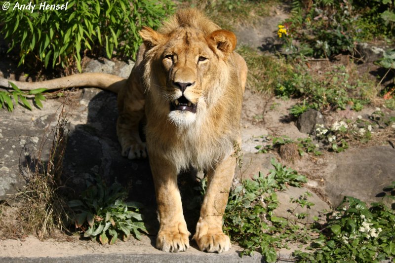 Afrikanisches Löwen-Männchen. - Tier-fotos.eu