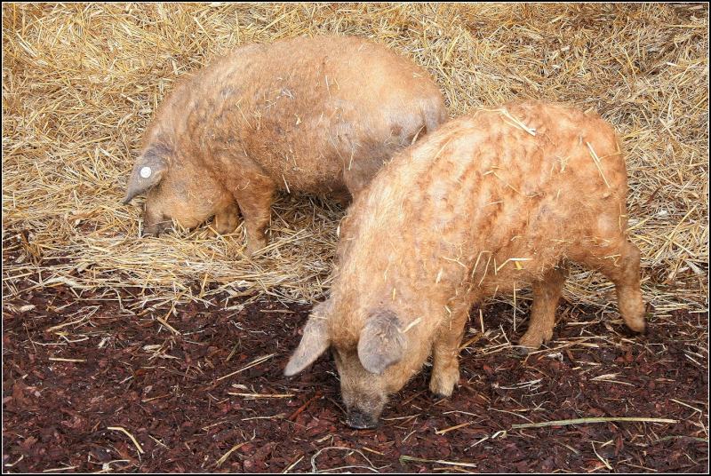 Schwalbenbäuchige Wollschweine (auch Mangalica-, Mangalitza- oder ...