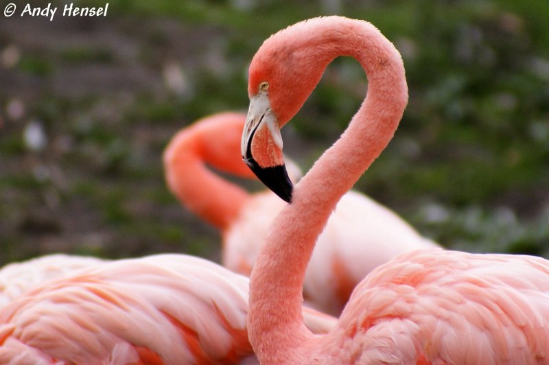 Rosaflamingo - Tier-fotos.eu